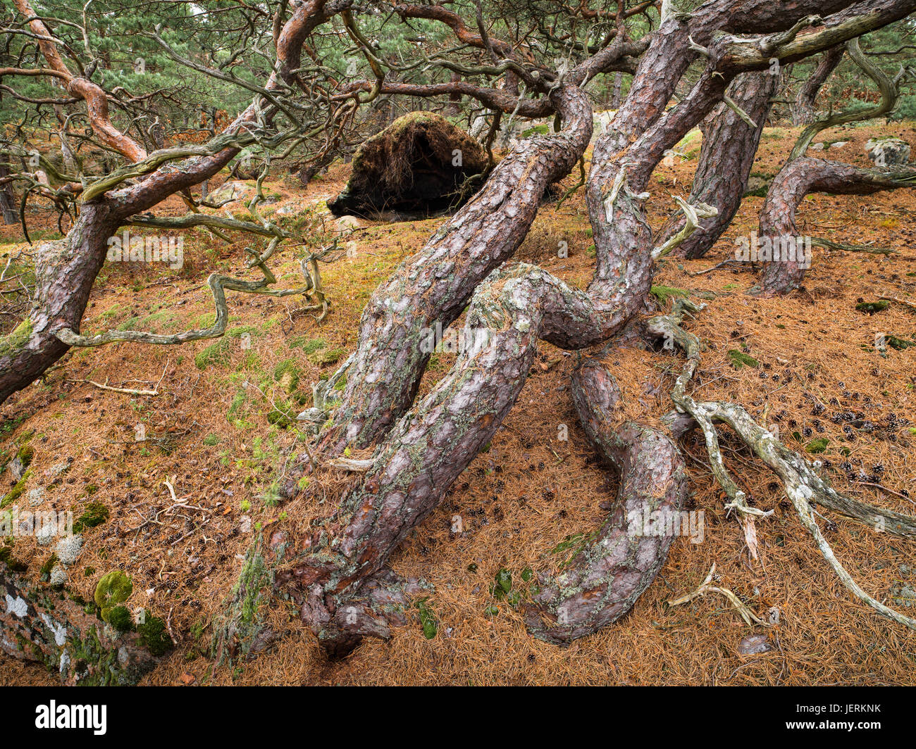 Twisted tree trunks Stock Photo - Alamy