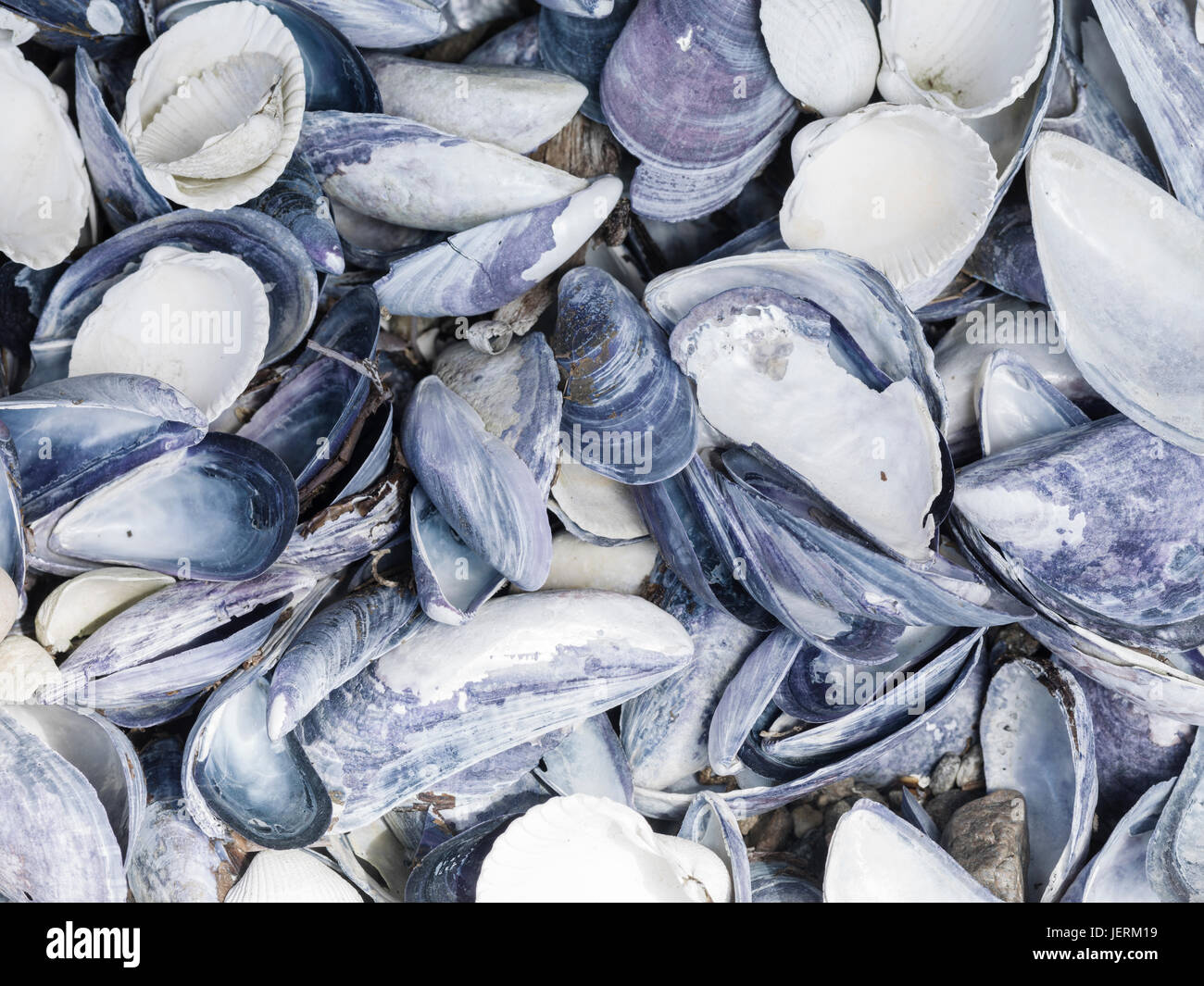 Mussel peel hi-res stock photography and images - Alamy