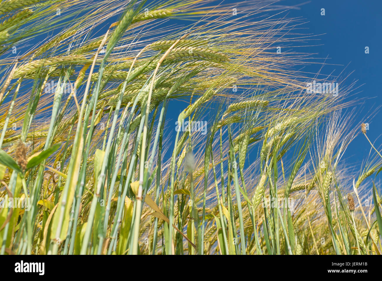 Cultivated oats hi-res stock photography and images - Alamy