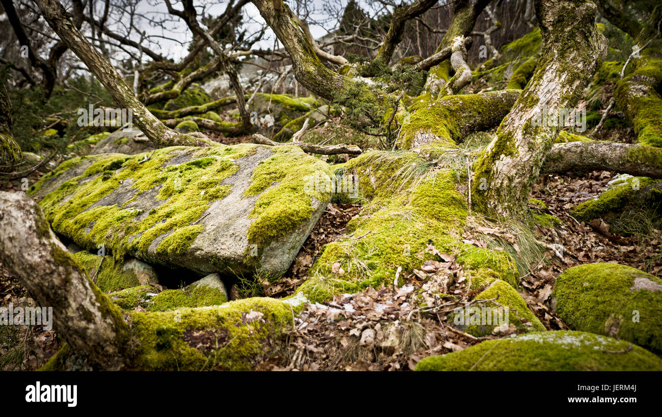 Moss on rocks Stock Photo - Alamy