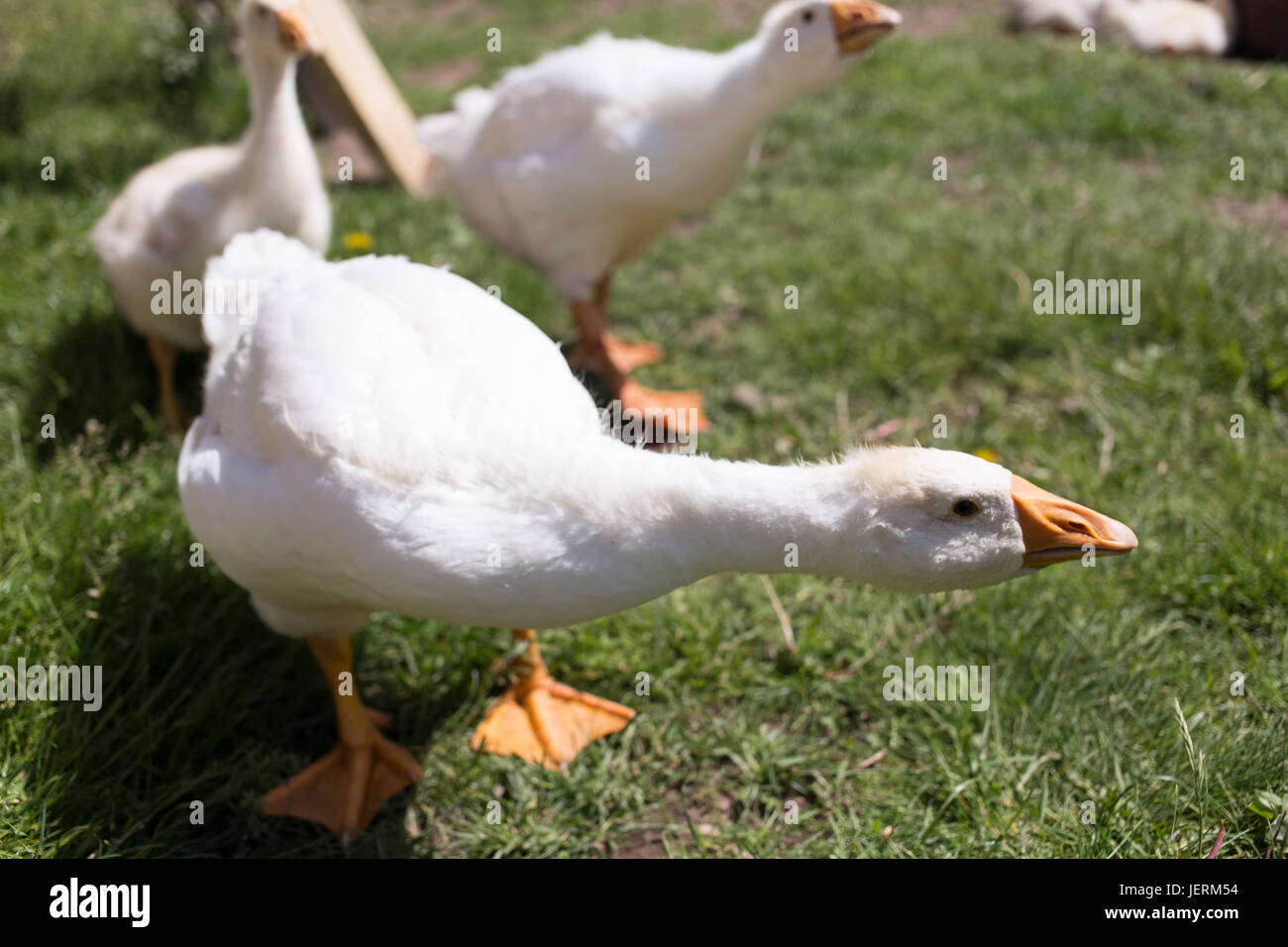 Three white goose close-up in the courtyard in summer Stock Photo - Alamy