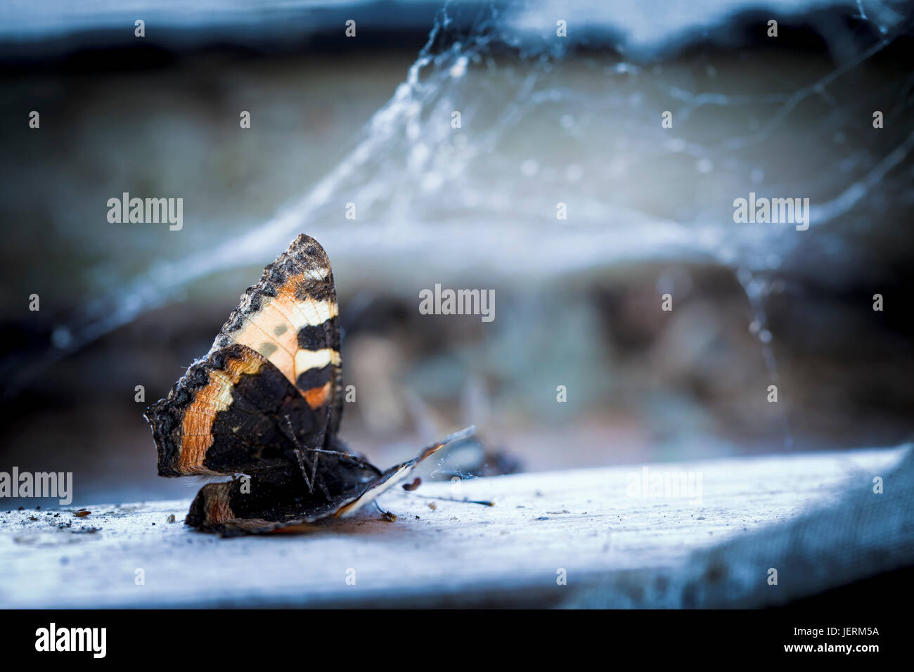 Dead butterfly hi-res stock photography and images - Alamy