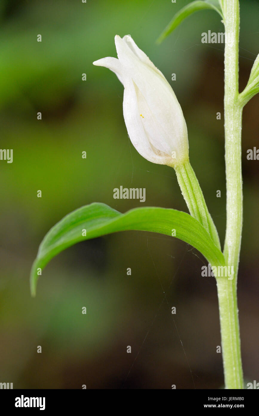 White Helleborine - Cephalanthera damasonium Single flower closeup ...