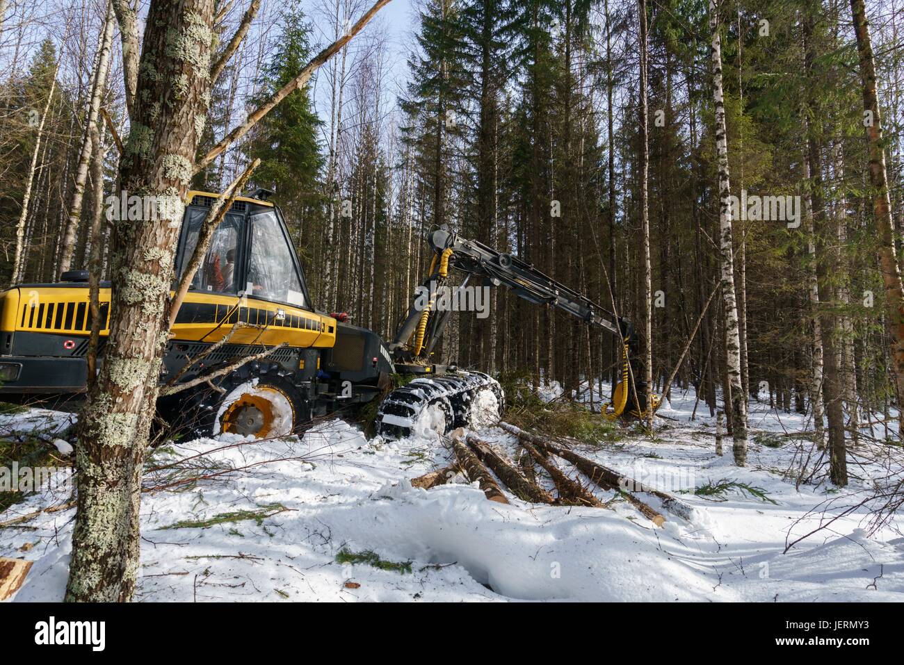 Woodworking in forest. Image of logger works Stock Photo - Alamy