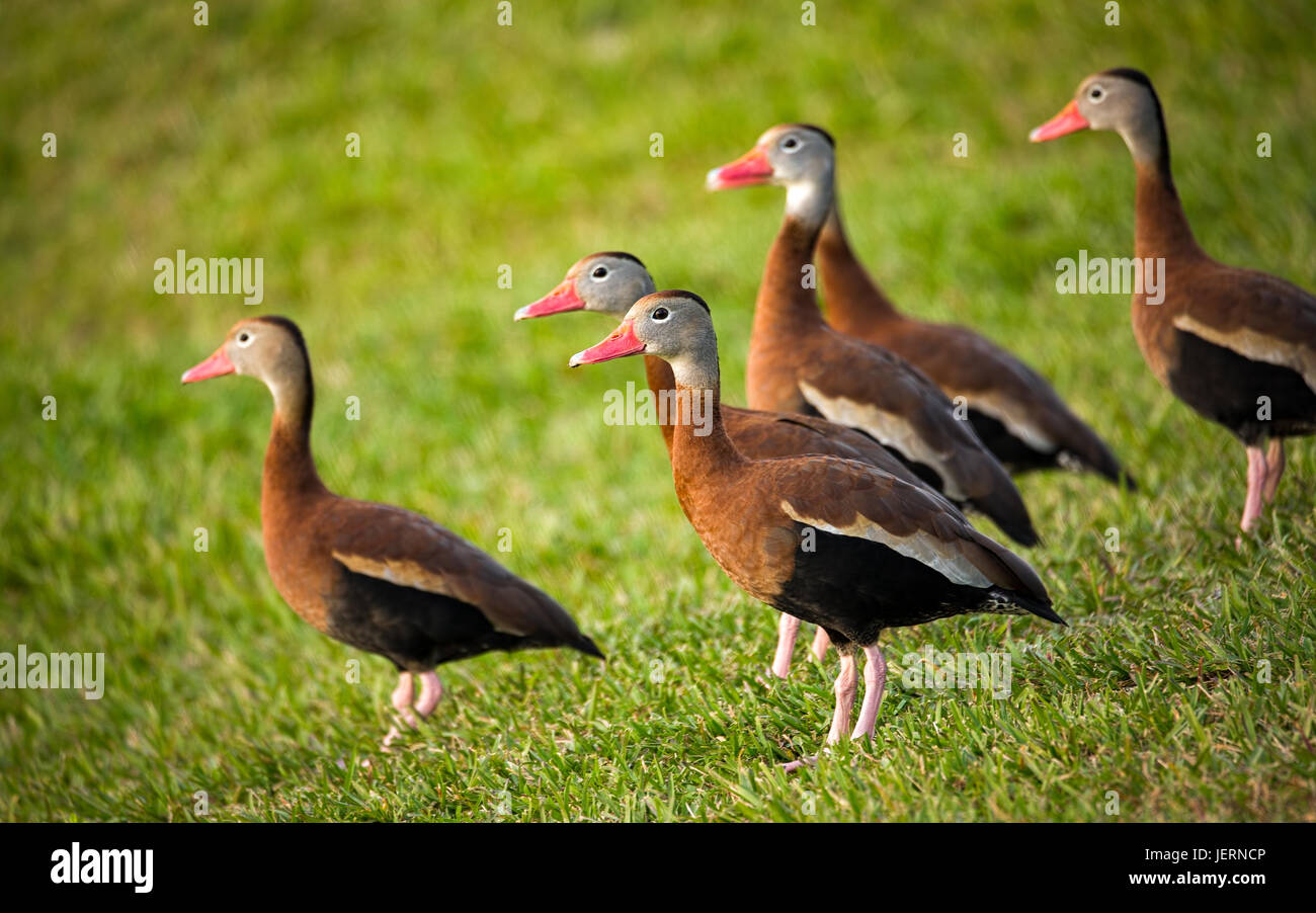 Ducks row hi-res stock photography and images - Alamy