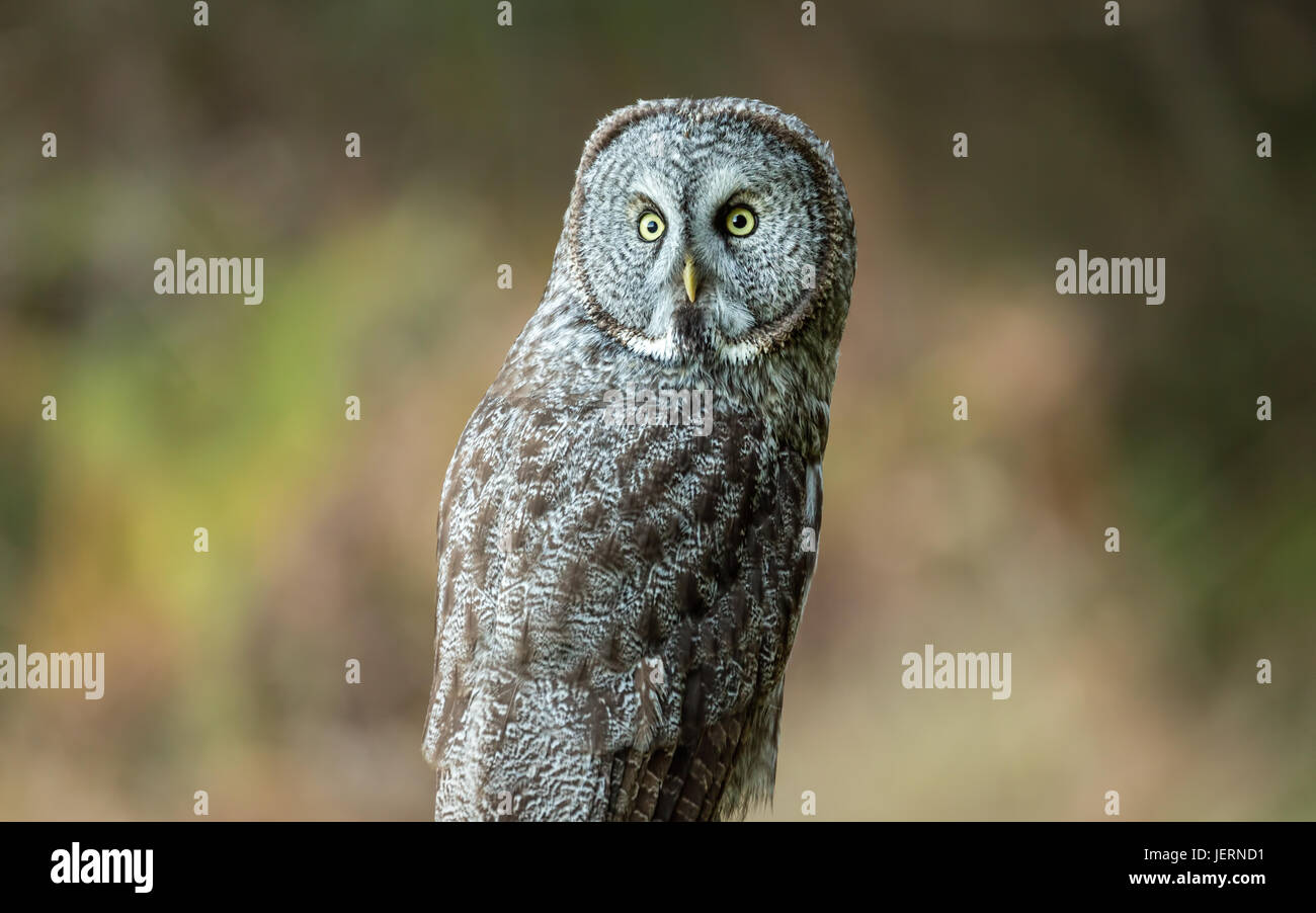 Wild Owl in Nature Stock Photo - Alamy
