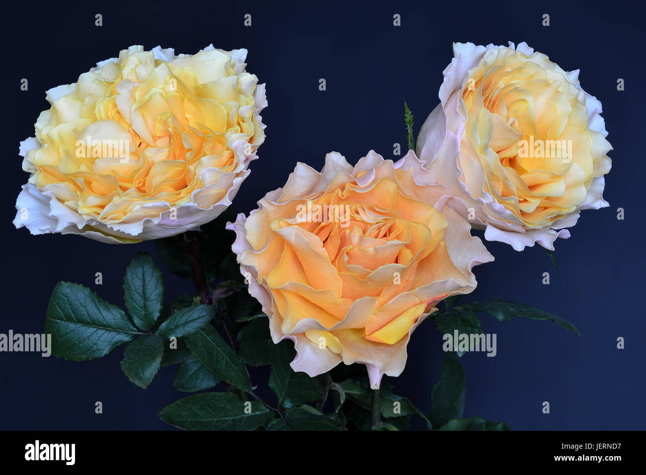 Cream colored flowers hi-res stock photography and images - Alamy