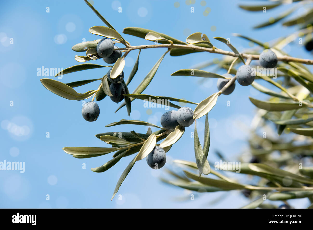 close up olive tree branch and fresh olives Stock Photo - Alamy