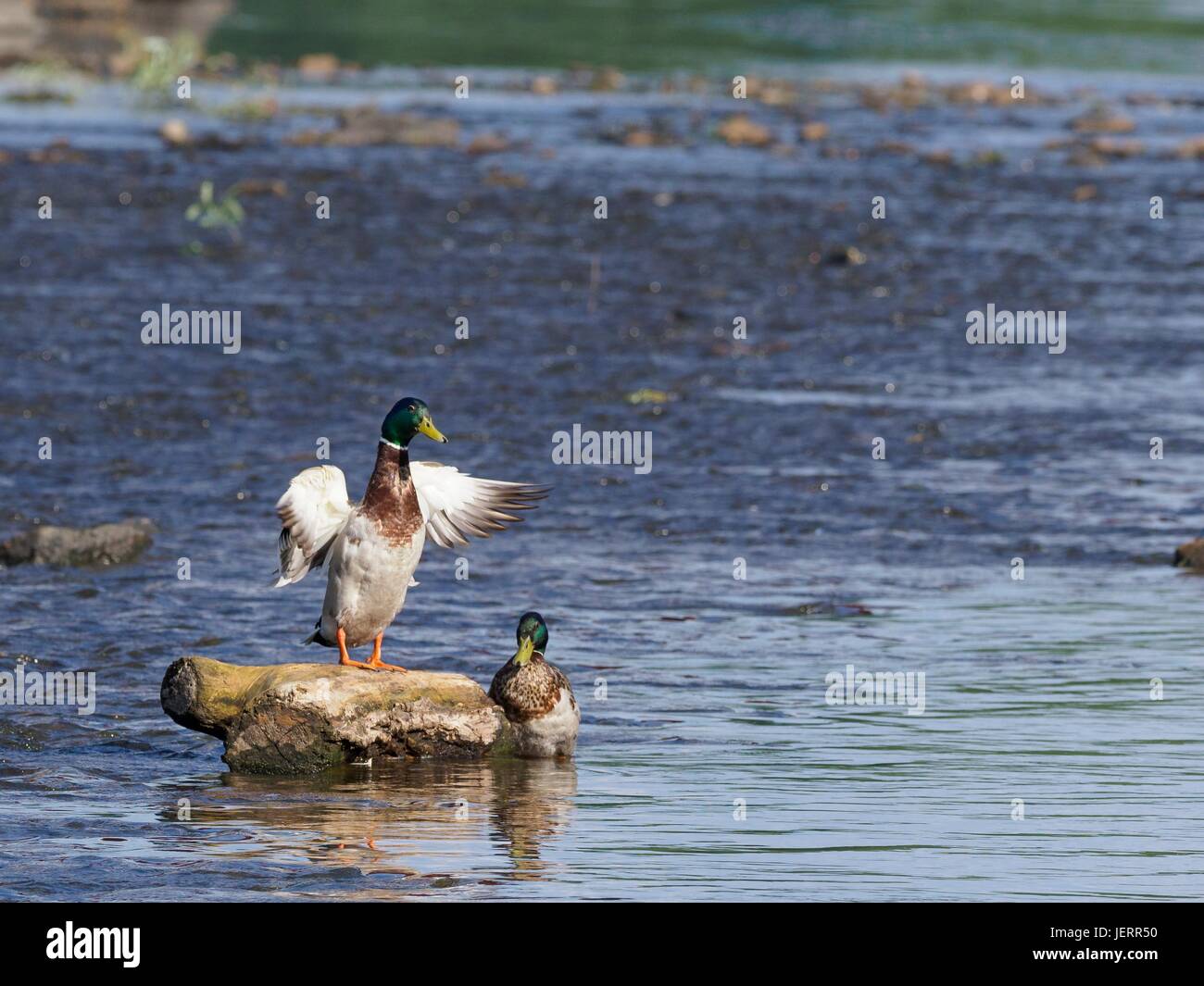 Drake, wing, stone, river Stock Photo - Alamy