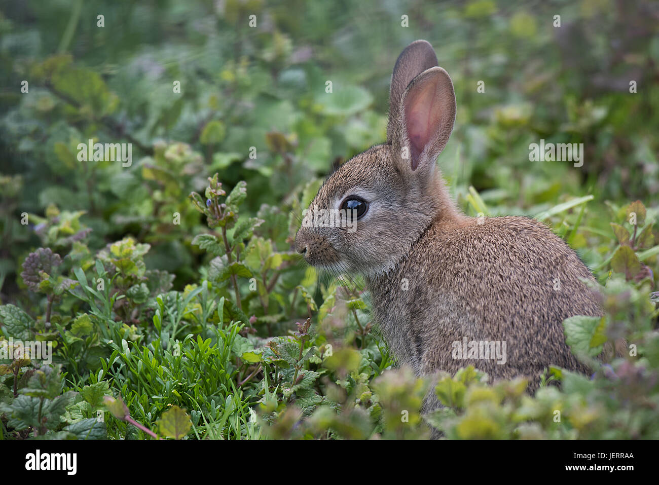 A side profile portrait of a young wild rabbit sitting in a field ...