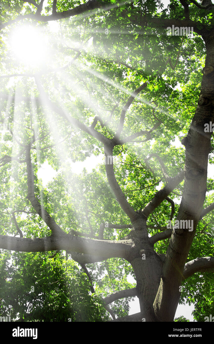sun rays and tree in forest Stock Photo - Alamy
