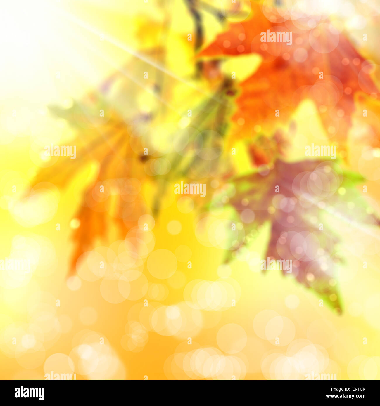 blurry background image of colorful autumn leaves over sunny sky and ...
