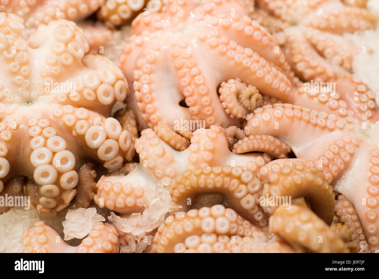 Octopus anatomy hi-res stock photography and images - Alamy