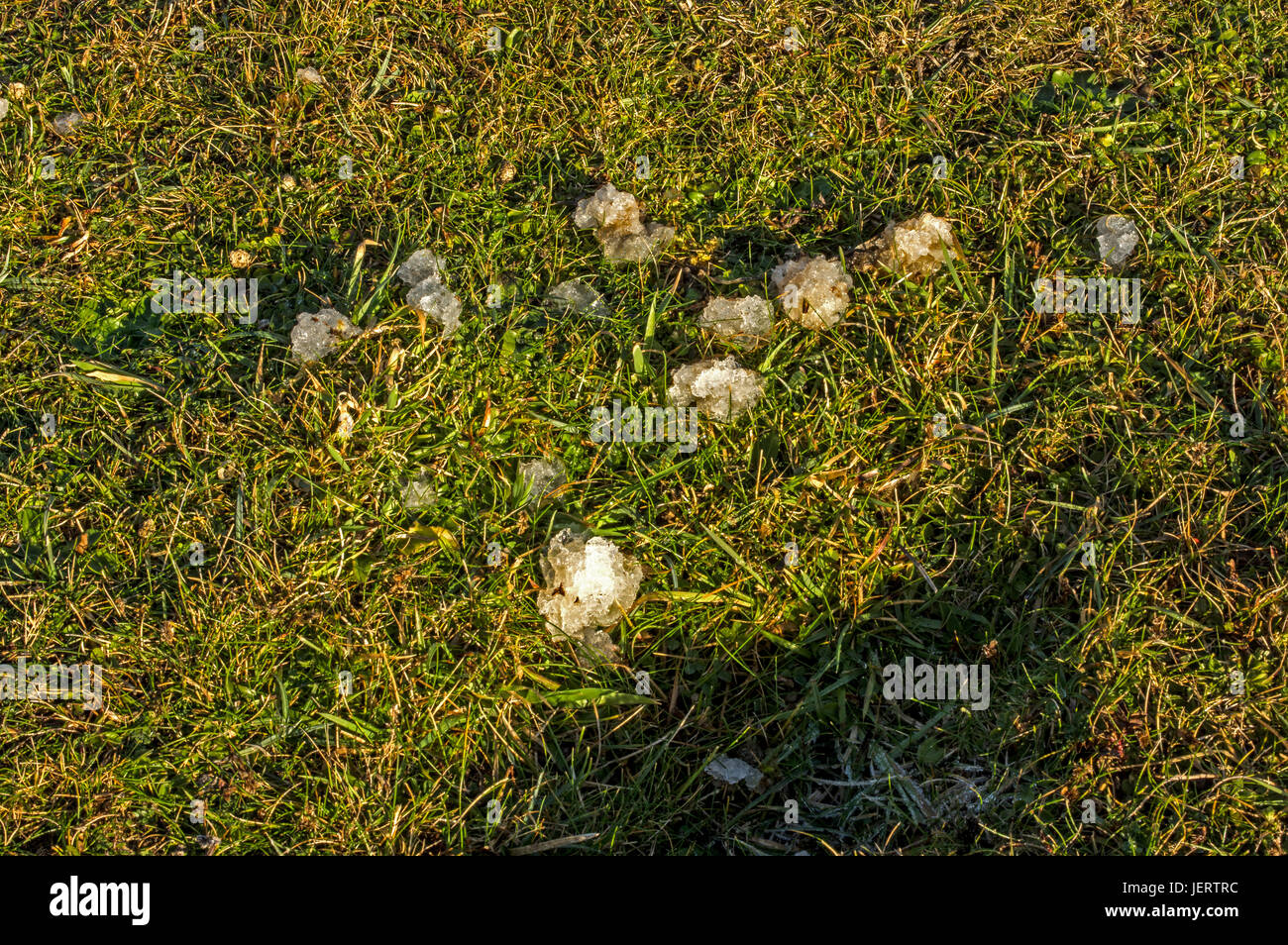 Star jelly astromyxin hi-res stock photography and images - Alamy