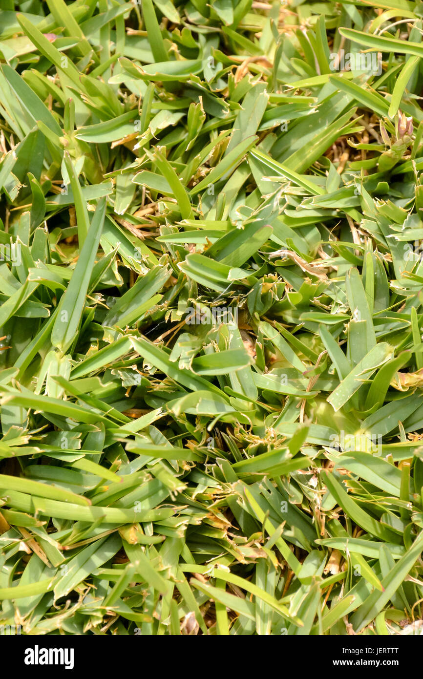 Green Grass Pattern Texture Stock Photo - Alamy