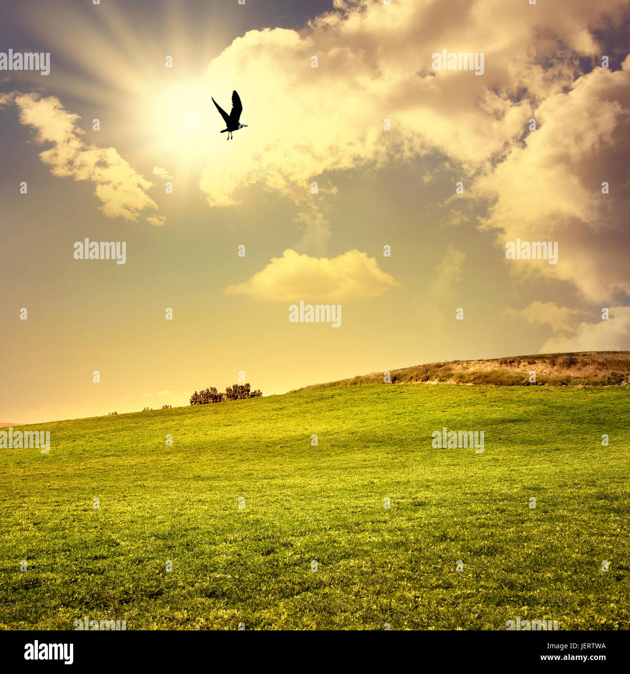 landscape shot of green field and flying bird over sunny sky Stock ...
