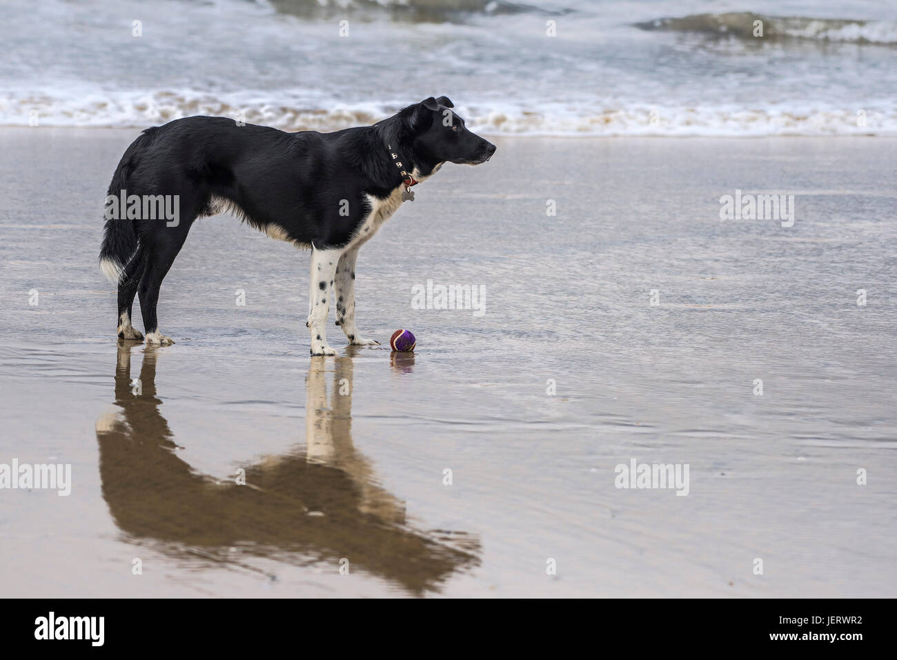 A dog standing on the shoreline waiting patiently for someone to play ...