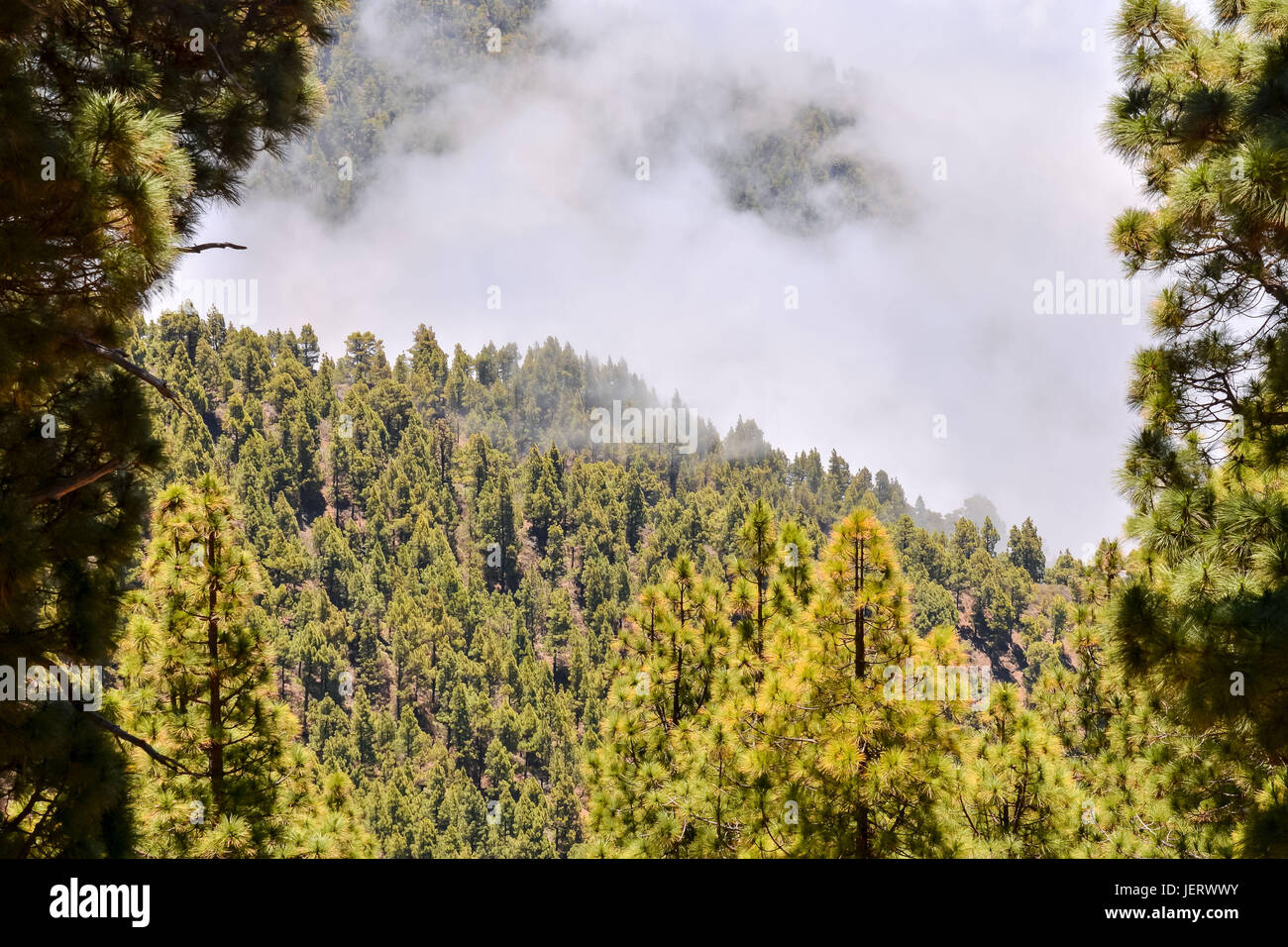 Pine Tree View Stock Photo - Alamy