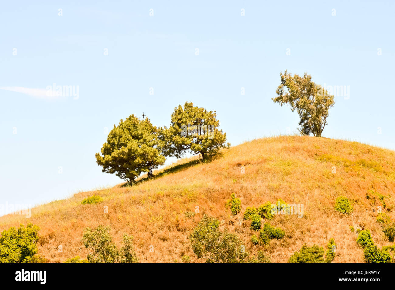 Trees on the Mountain Top Stock Photo - Alamy