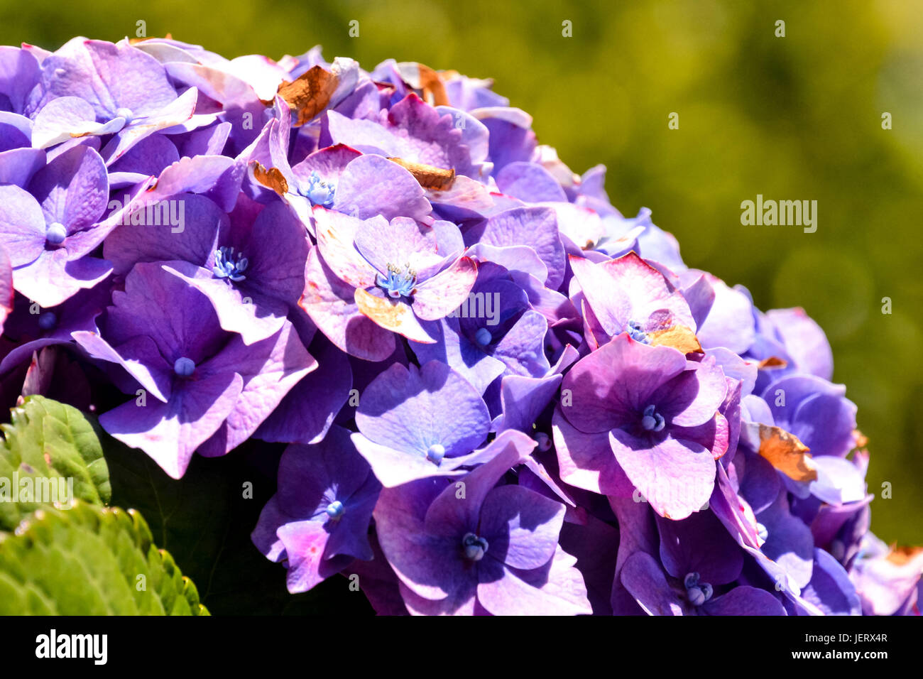 Blooming Flower Background Stock Photo - Alamy
