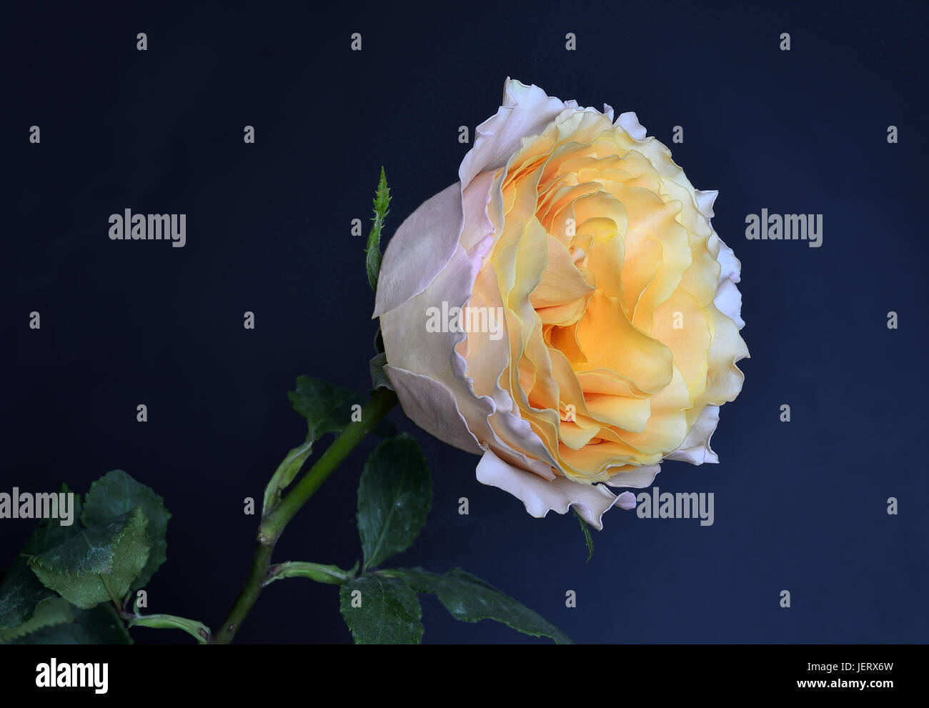 Delicious peach rose with green leaves Stock Photo - Alamy