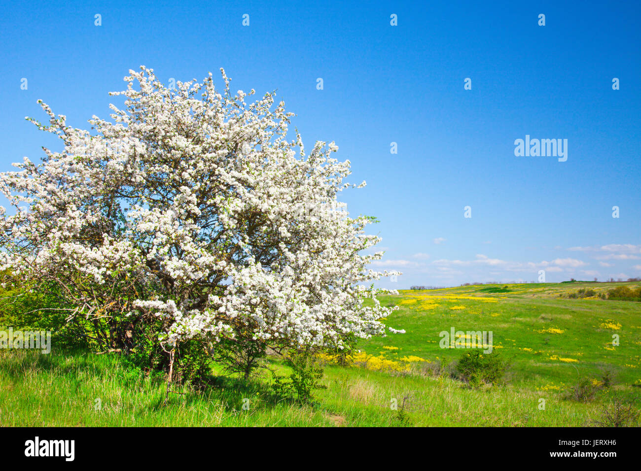 Apple trees blossom under blue sky Stock Photo - Alamy