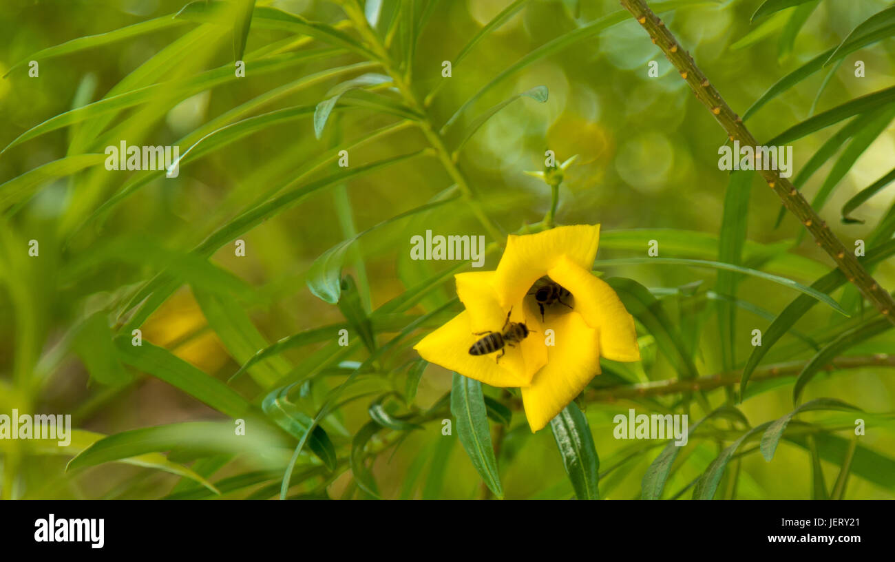 Yellow Flower , bee inside Stock Photo - Alamy