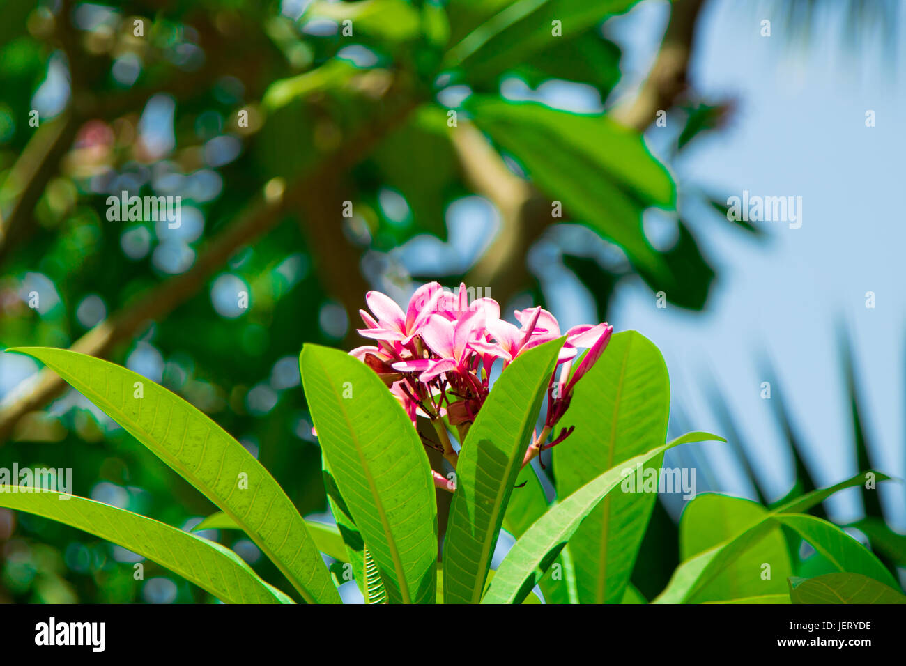Green leaves with flower hi-res stock photography and images - Alamy