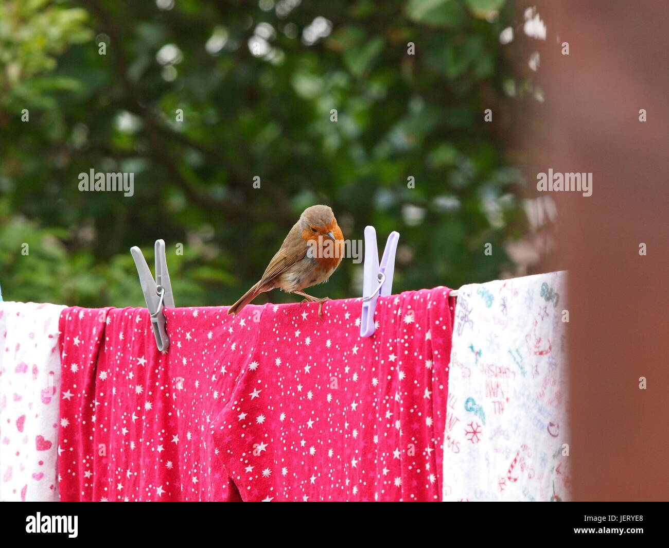 Robin sitting on a washing line Stock Photo - Alamy