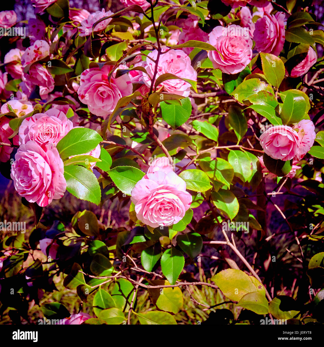 rosebush. Climbing rose tree Stock Photo - Alamy