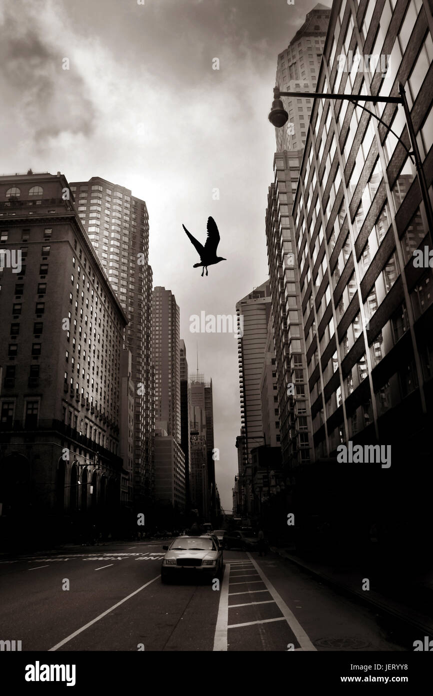 bird flying in Manhattan and skyscrapers, New York Stock Photo - Alamy