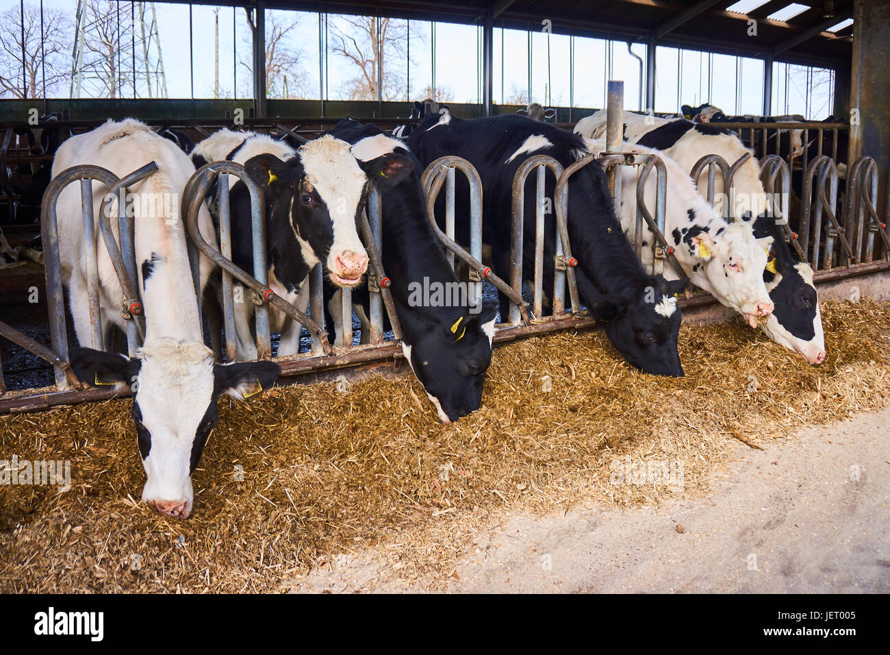 cows in a farm cowshed Stock Photo - Alamy