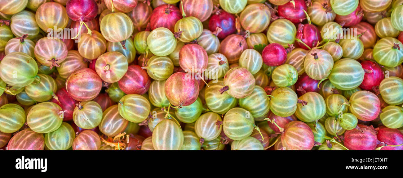 Gooseberry fruits close-up background. Ripe gooseberry Stock Photo - Alamy