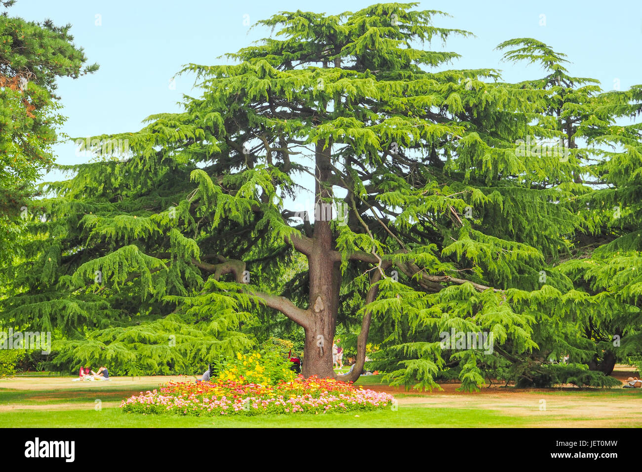 Beautiful view of trees and flowers in Greenwich Park, London on a ...