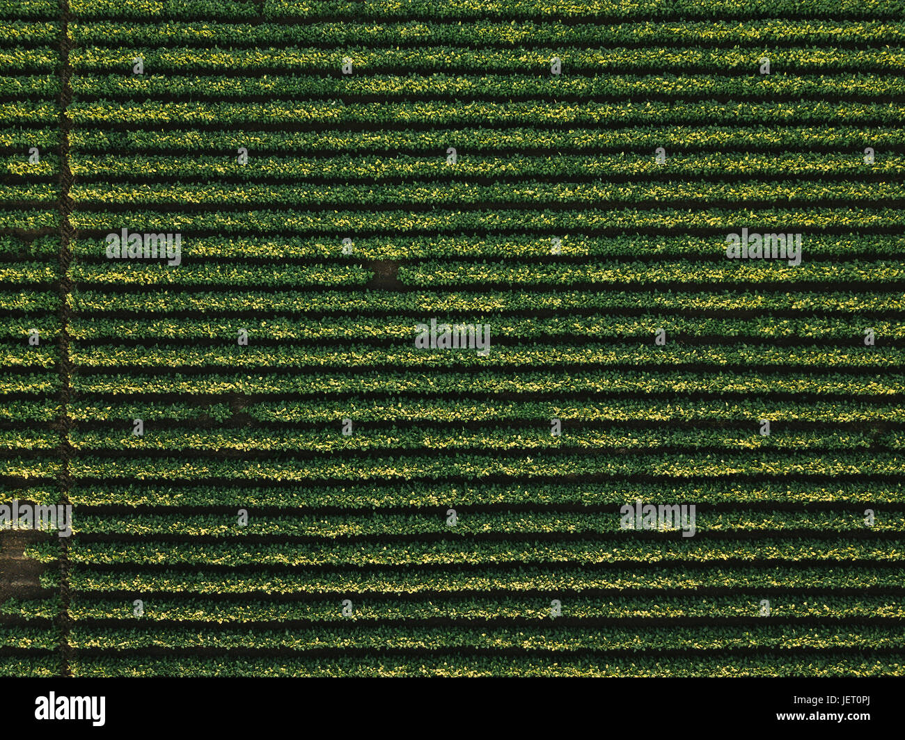 Soybean aerial hi-res stock photography and images - Alamy