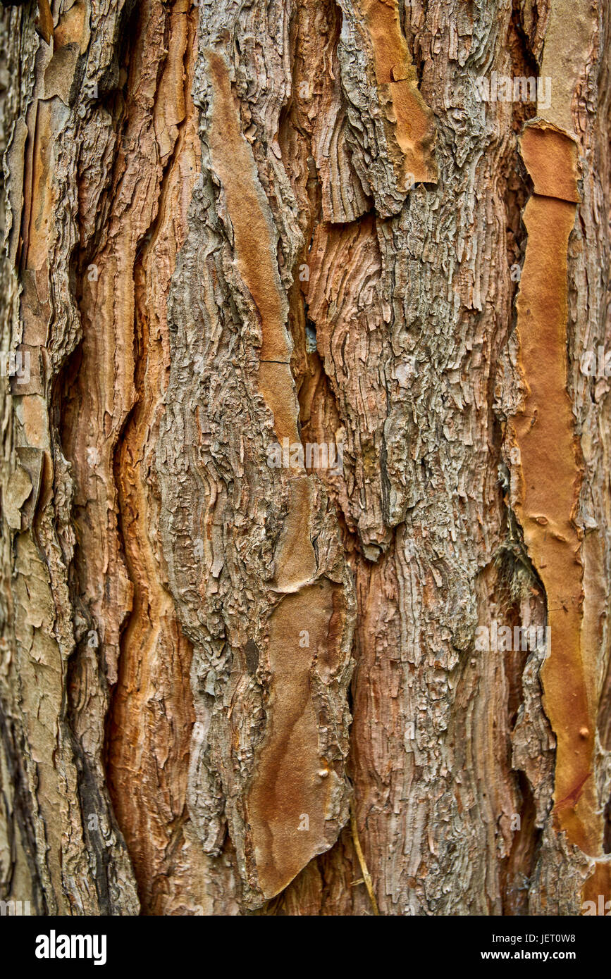 Tree bark texture. wood texture Stock Photo - Alamy