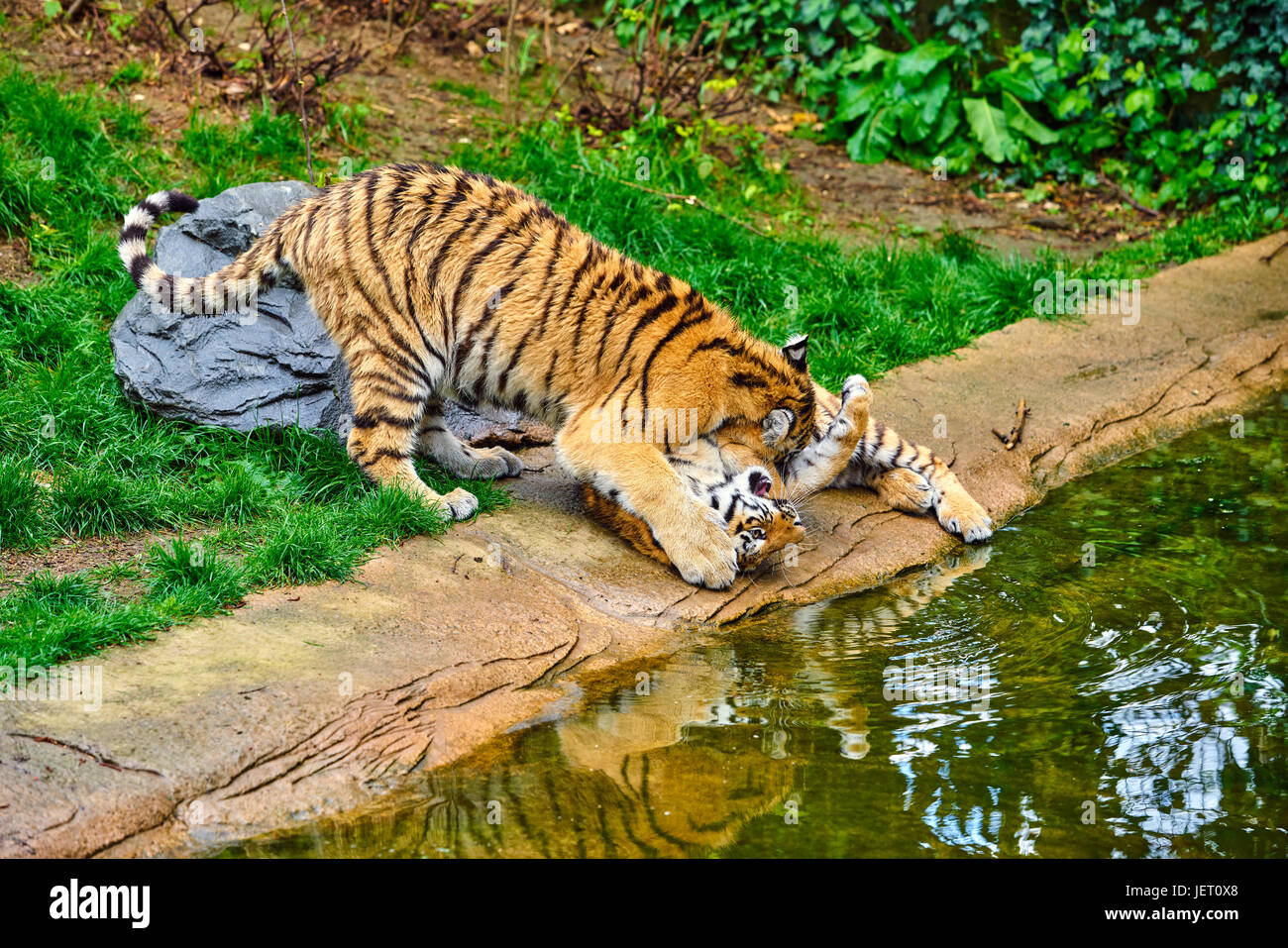 Two adult tigers at play. young Tiger Stock Photo - Alamy