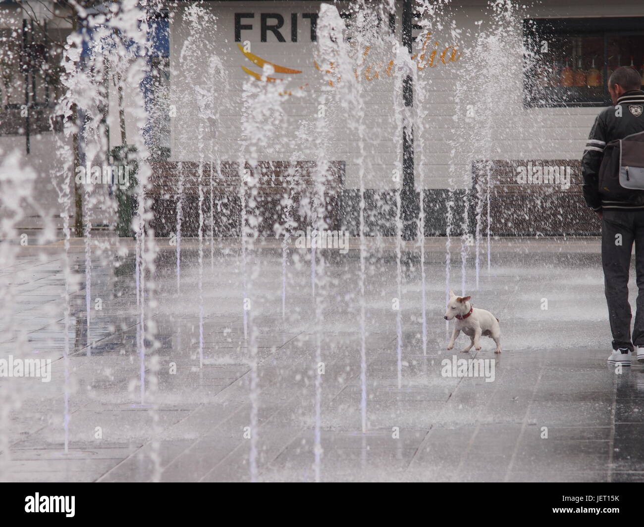 Small white dog playing with water jets from a public water fountain ...