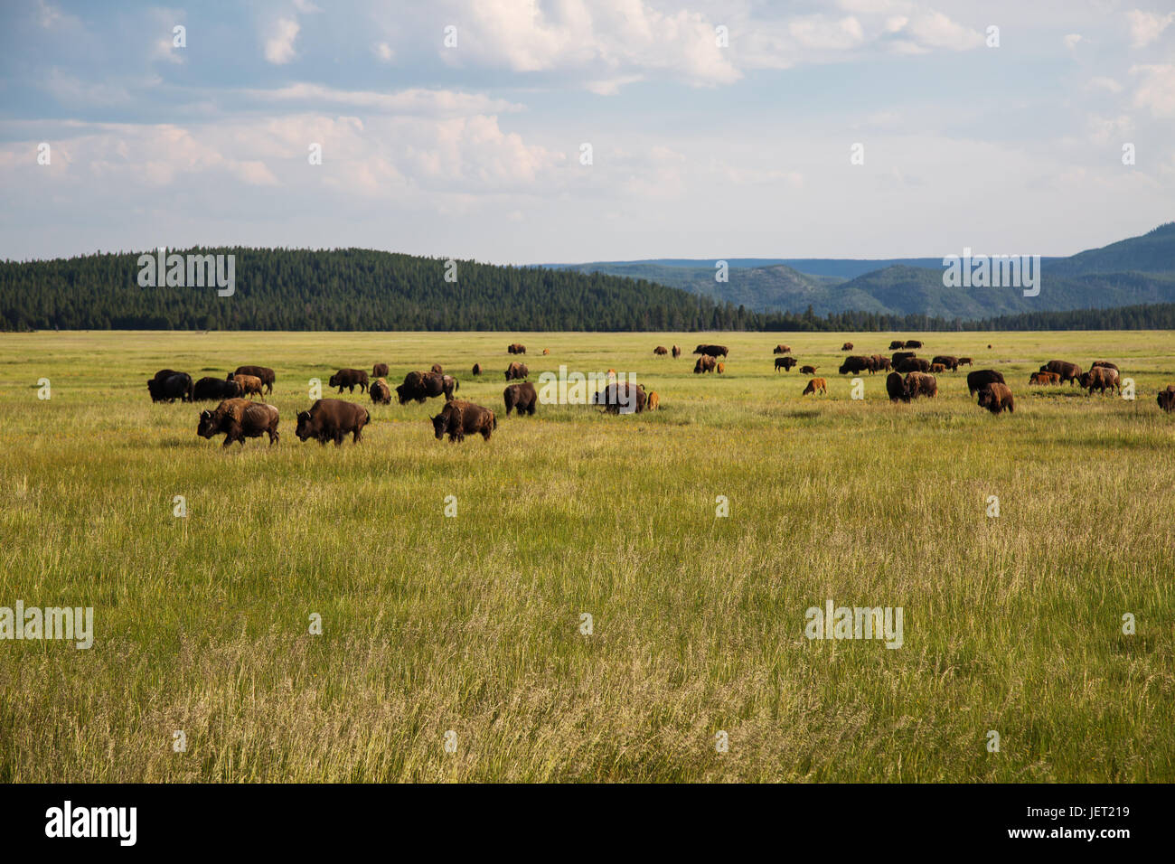 Yellowstone bison herd hi-res stock photography and images - Alamy