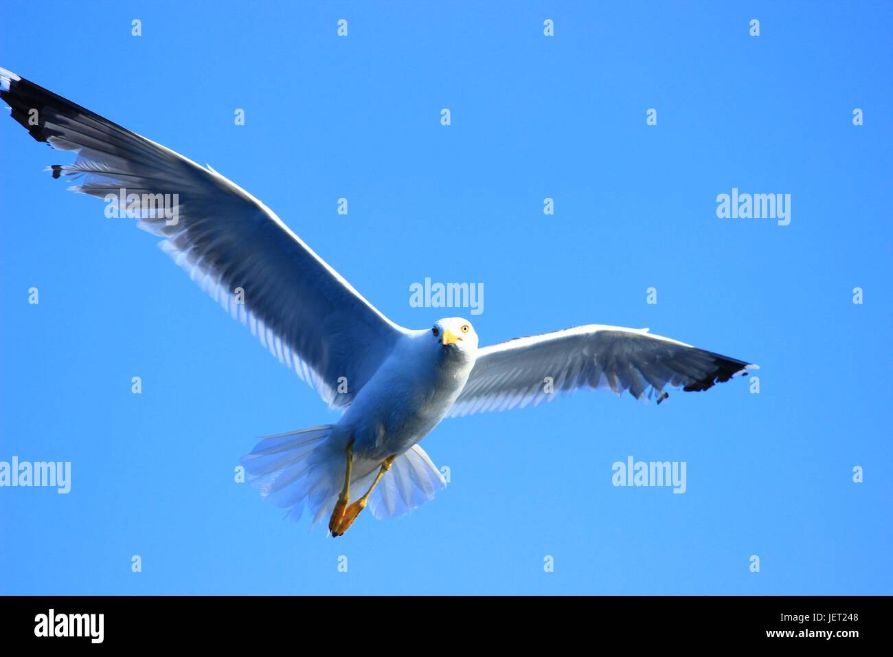 Seagull in flight Stock Photo - Alamy
