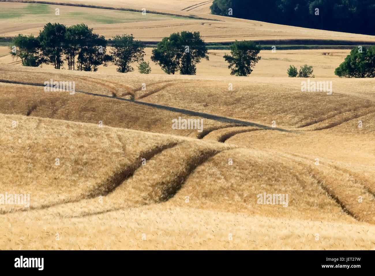 Spectacular rye field in Languedoc, France Stock Photo - Alamy