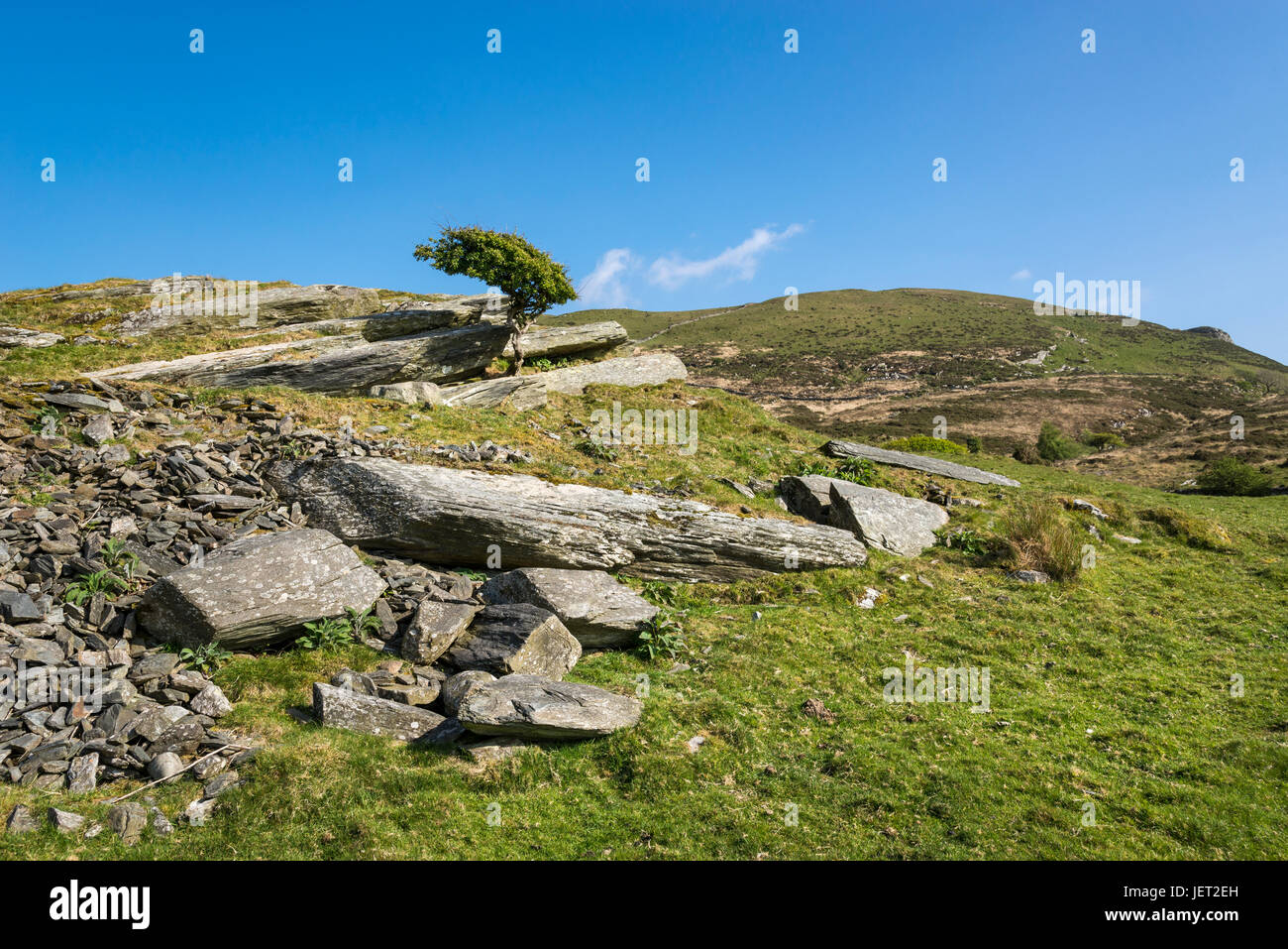 Rocks and windswept tree in the hills near Harlech in Snowdonia, North ...