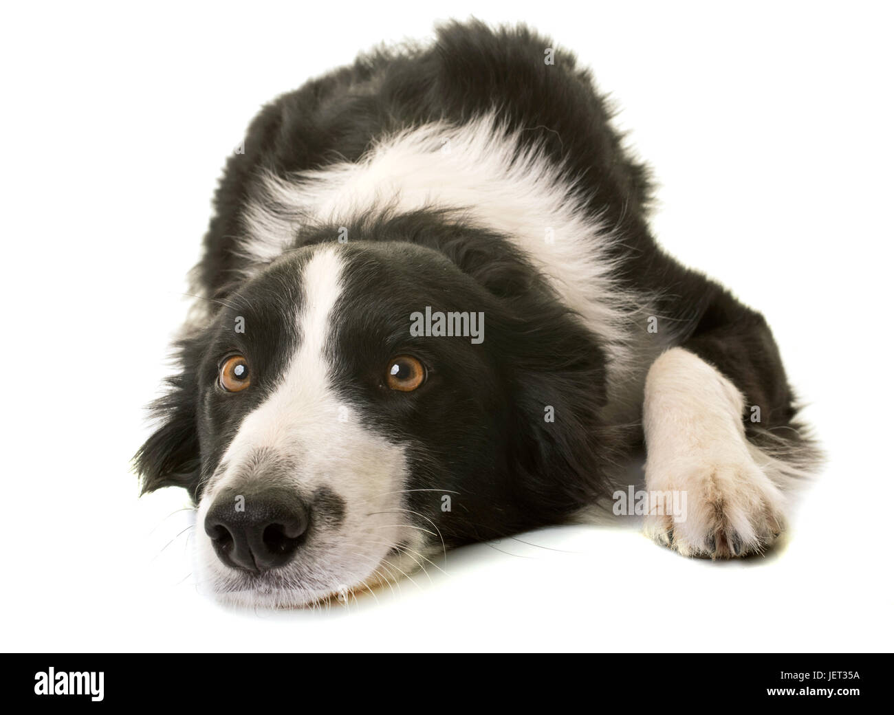border collie in front of white background Stock Photo - Alamy