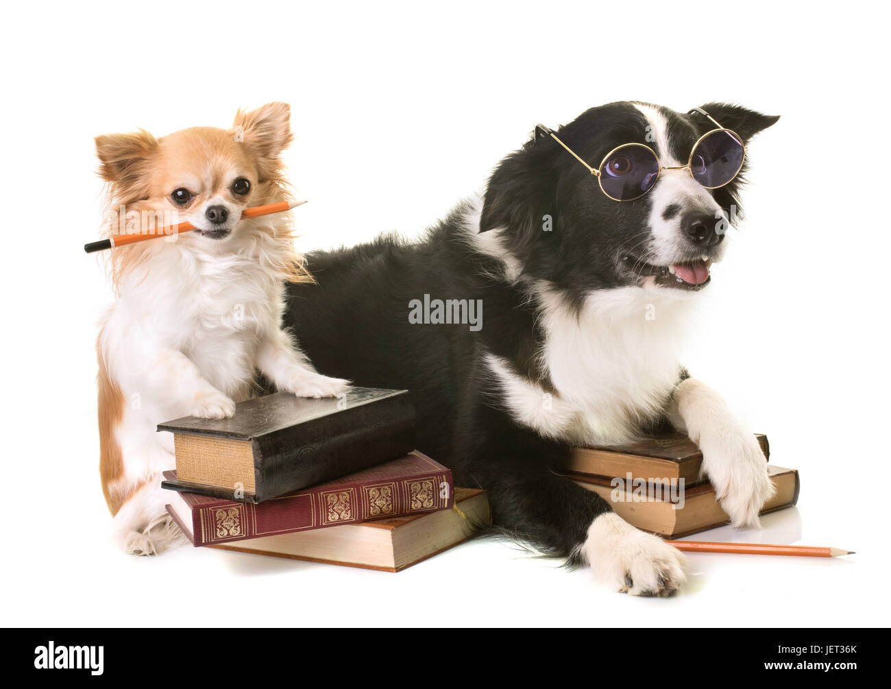 dogs in school in front of white background Stock Photo - Alamy