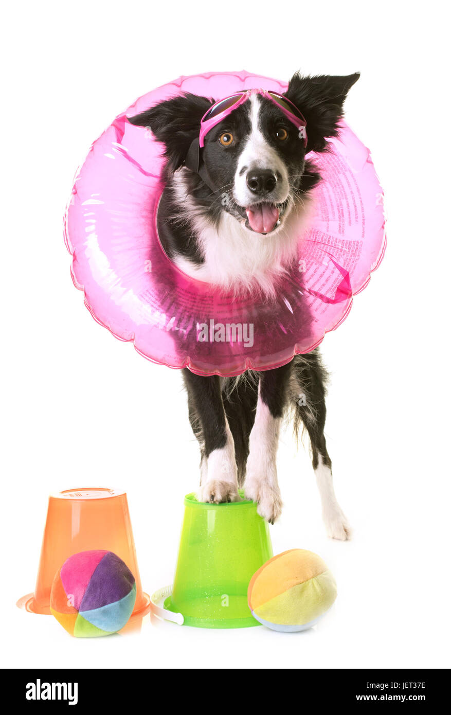 border collie in holidays, in front of white background Stock Photo - Alamy