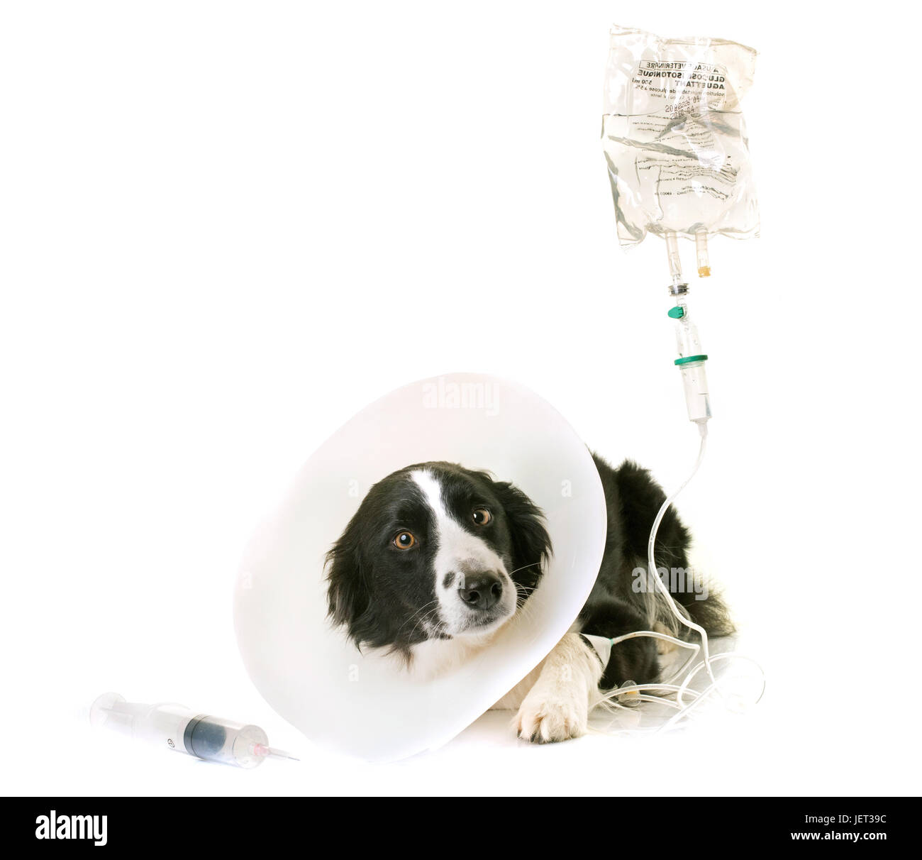 sick border collie in front of white background Stock Photo - Alamy