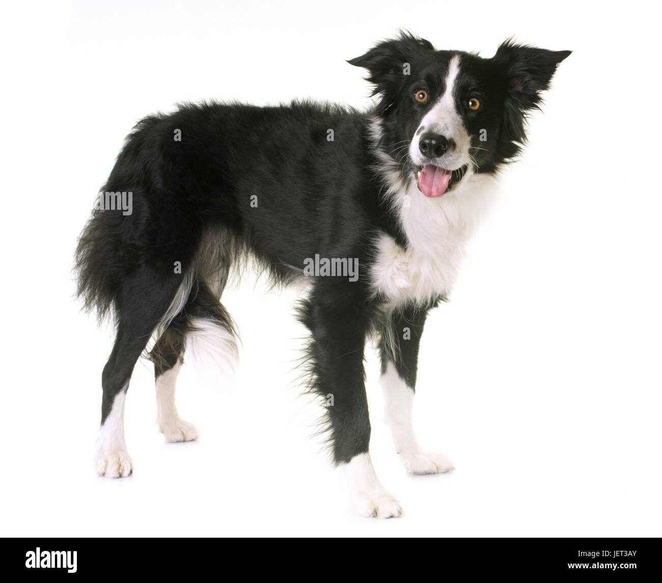 border collie in front of white background Stock Photo - Alamy