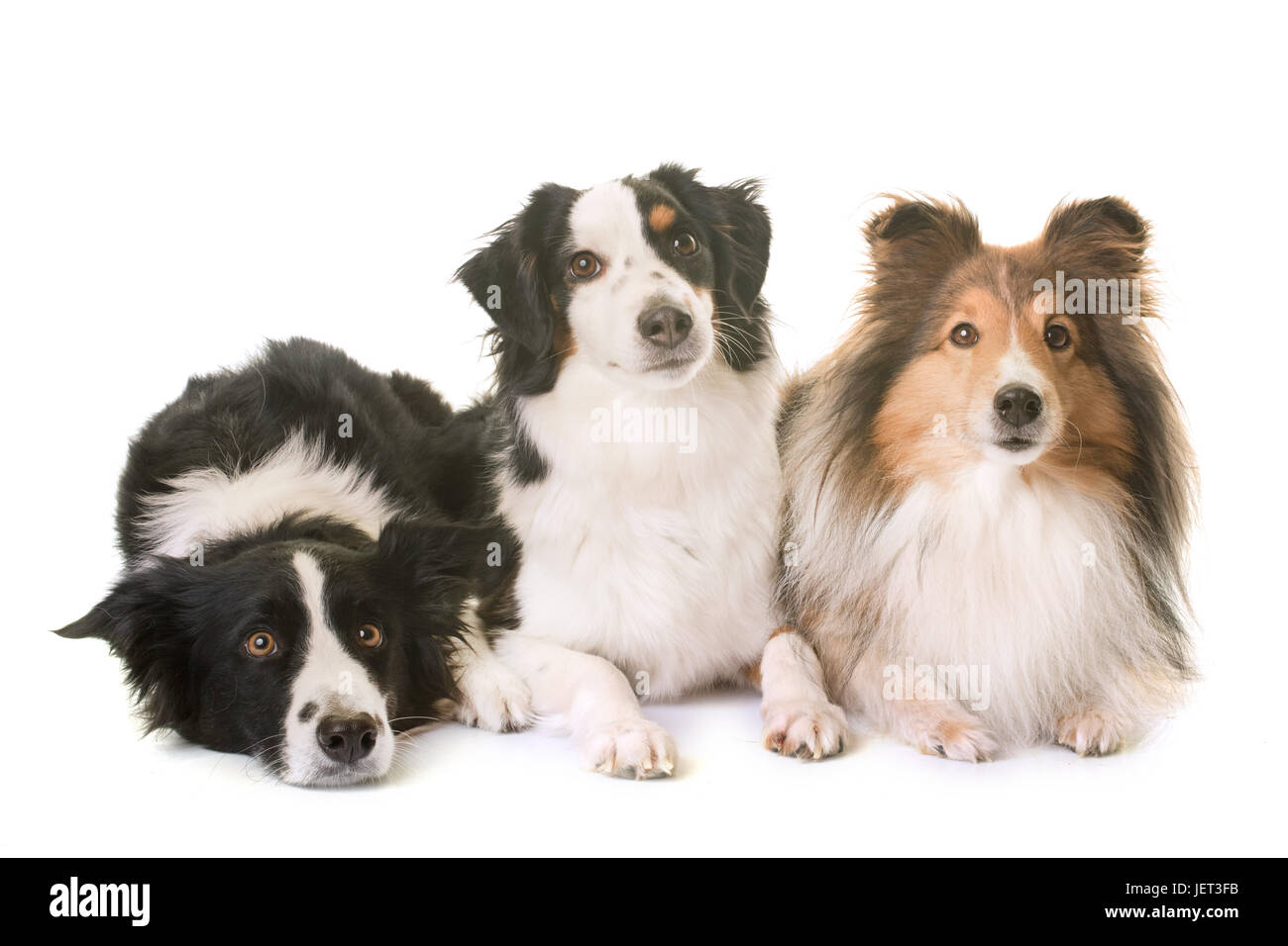three dogs in front of white background Stock Photo - Alamy