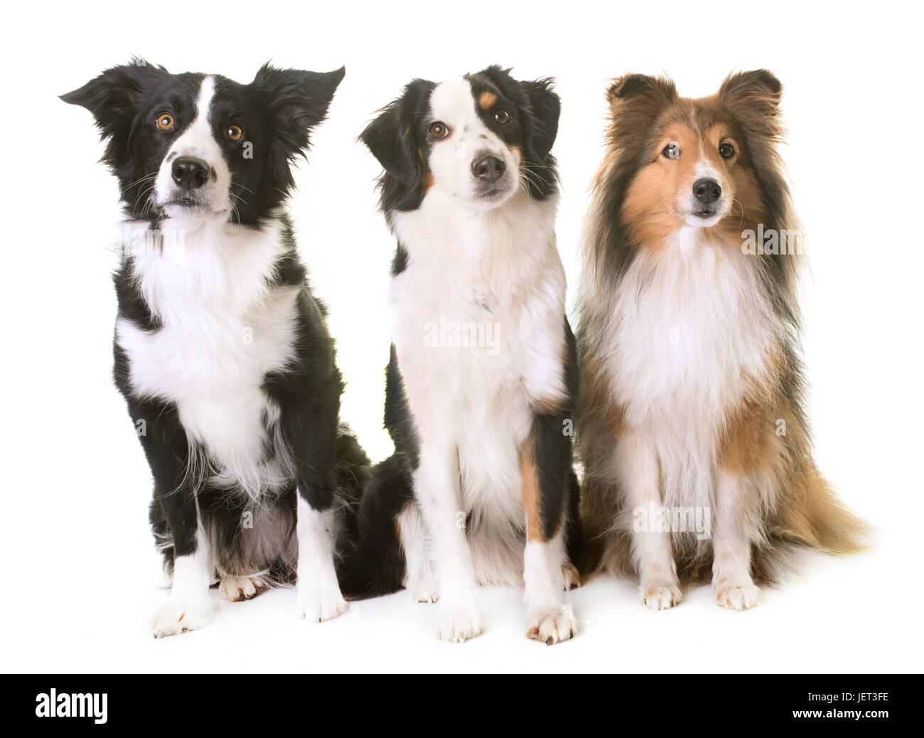 three dogs in front of white background Stock Photo - Alamy