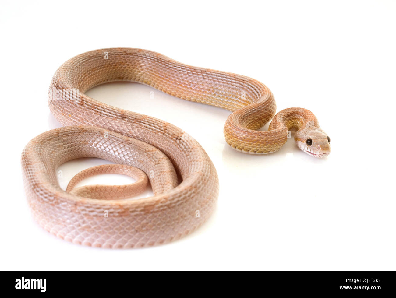 corn snake in front of white background Stock Photo - Alamy